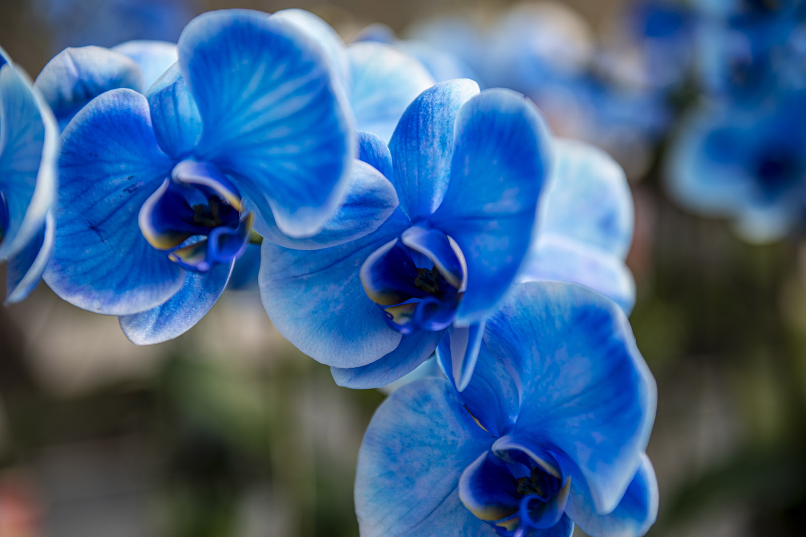 Piante e fiori da interno - Grandi Vivai, Verbania